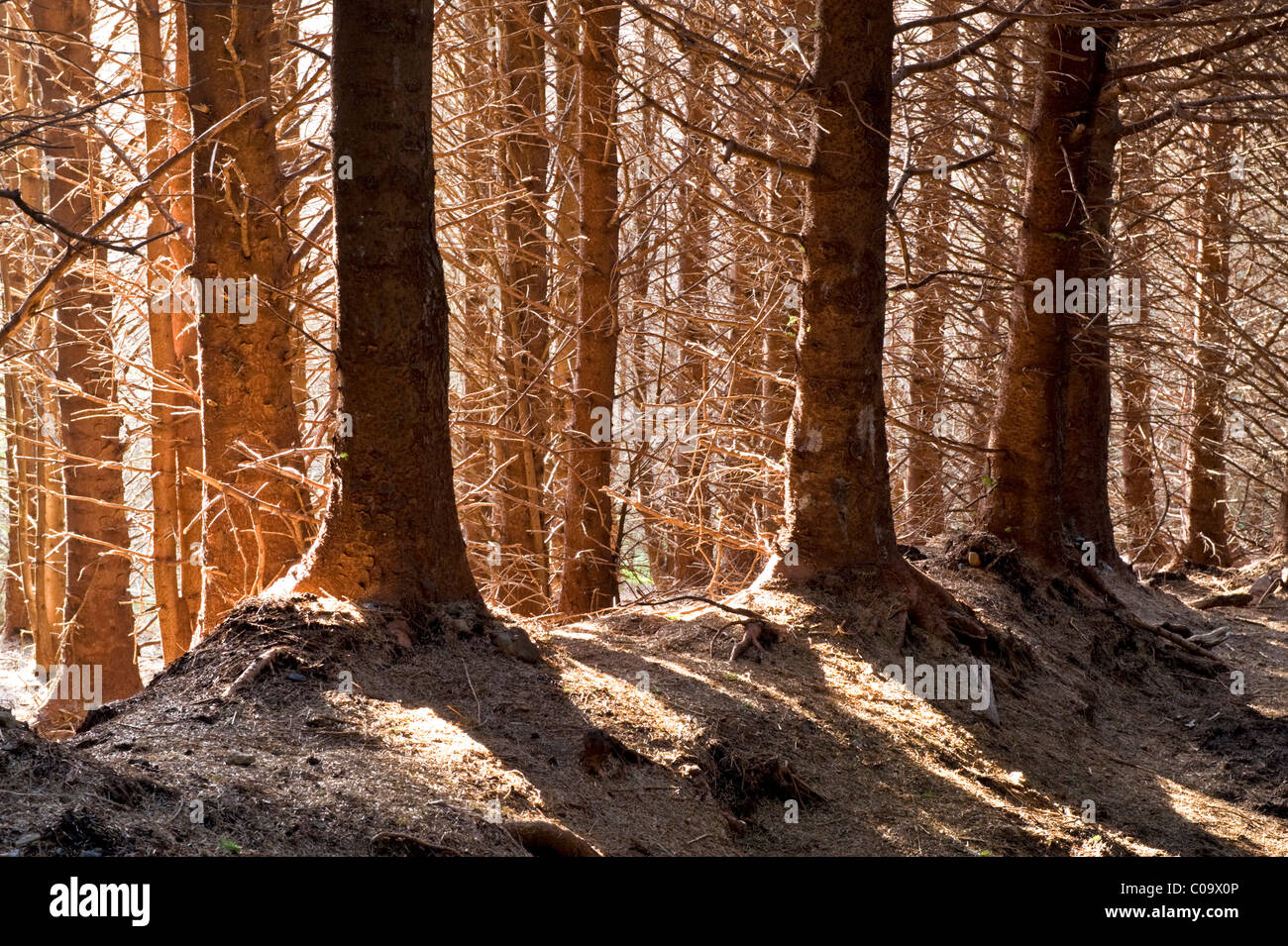 Caledonian Pine Forest, Scottish Highlands, Scotland, UK Stock Photo ...