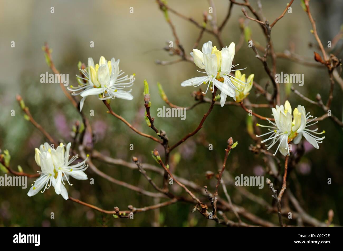 Closeup shot rhododendron flower hi-res stock photography and images ...