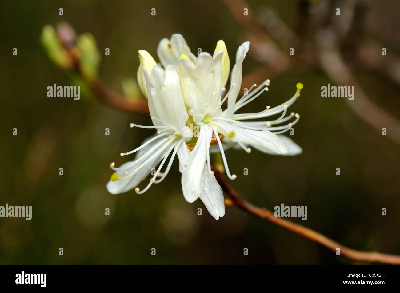 White Rhodora (Rhododendron canadense Alba Stock Photo - Alamy