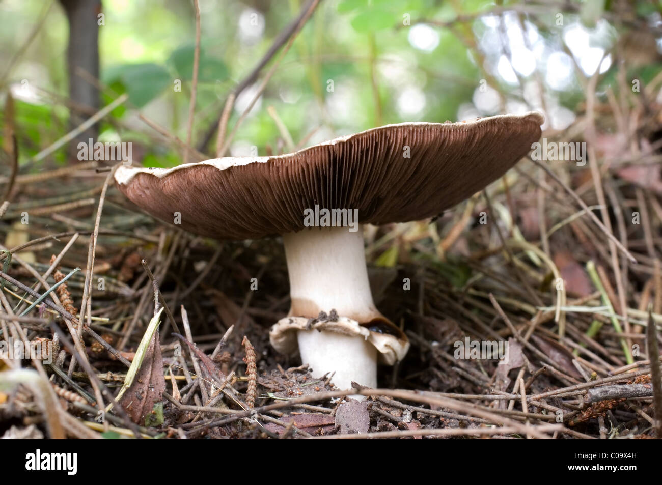 Agaricus sp hi-res stock photography and images - Alamy