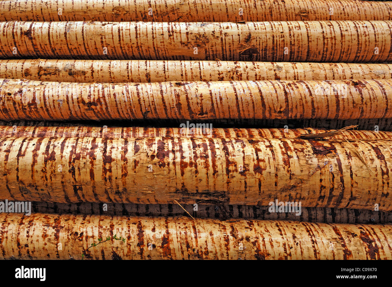 Peeled pine logs (Piceoideae Stock Photo - Alamy