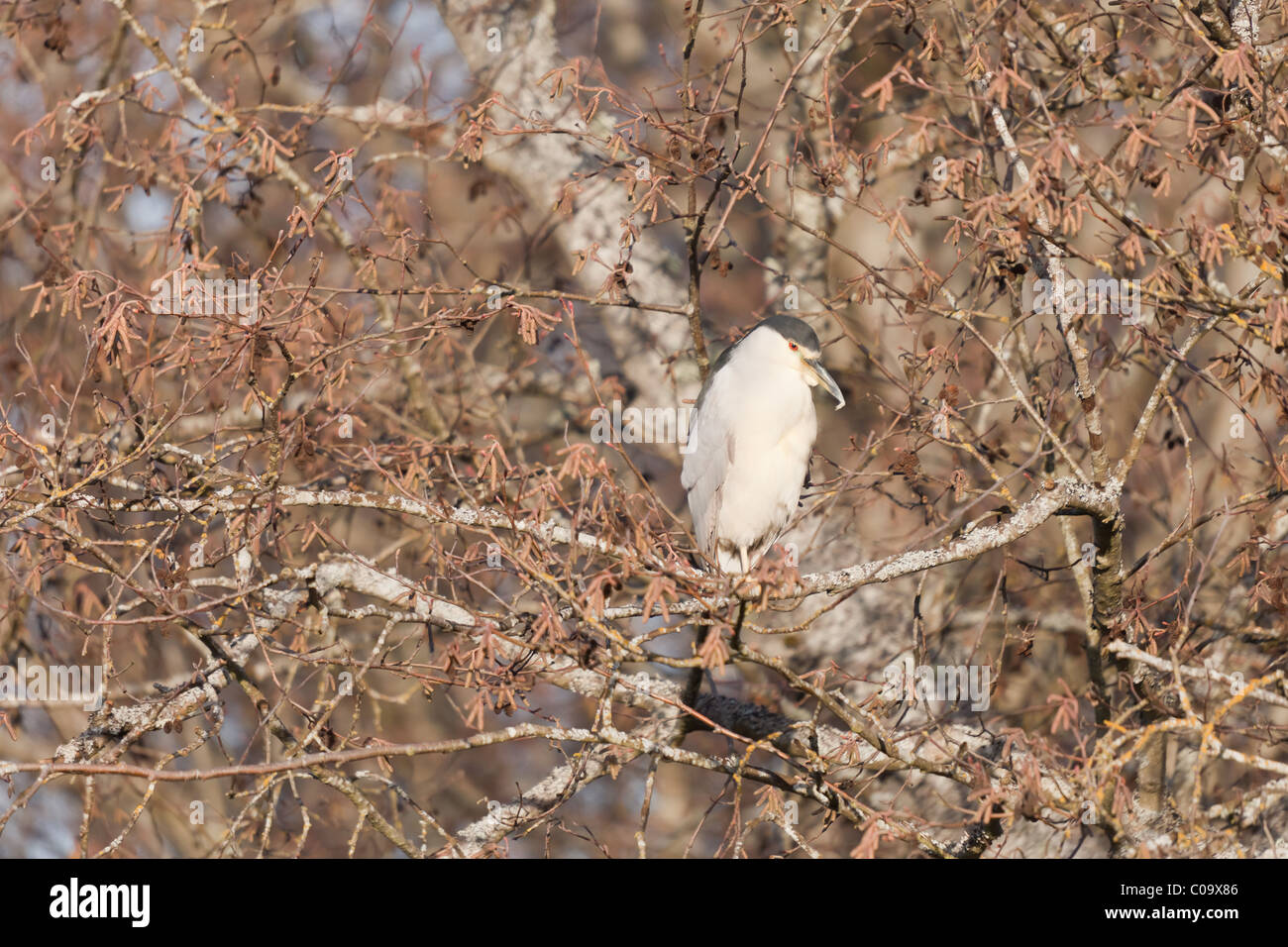 Beautiful capped heron in hi-res stock photography and images - Alamy