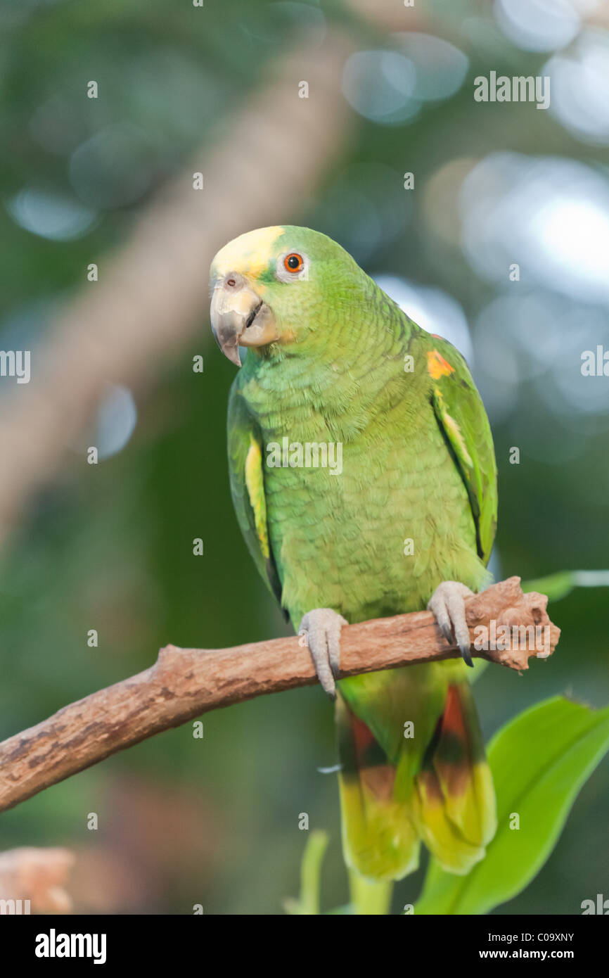 A small parrot perched on a branch looking very intently at the camera ...