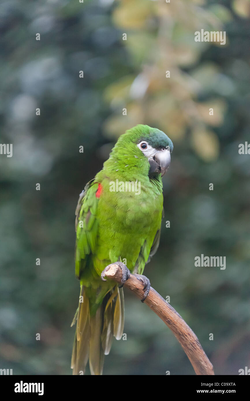 A perched parrot sitting with it's plumage poofed up Stock Photo - Alamy