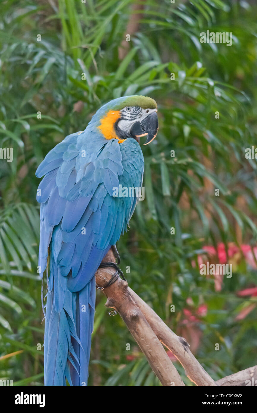 Blue Wing Macaw Parrot Stock Photos & Blue Wing Macaw Parrot Stock ...