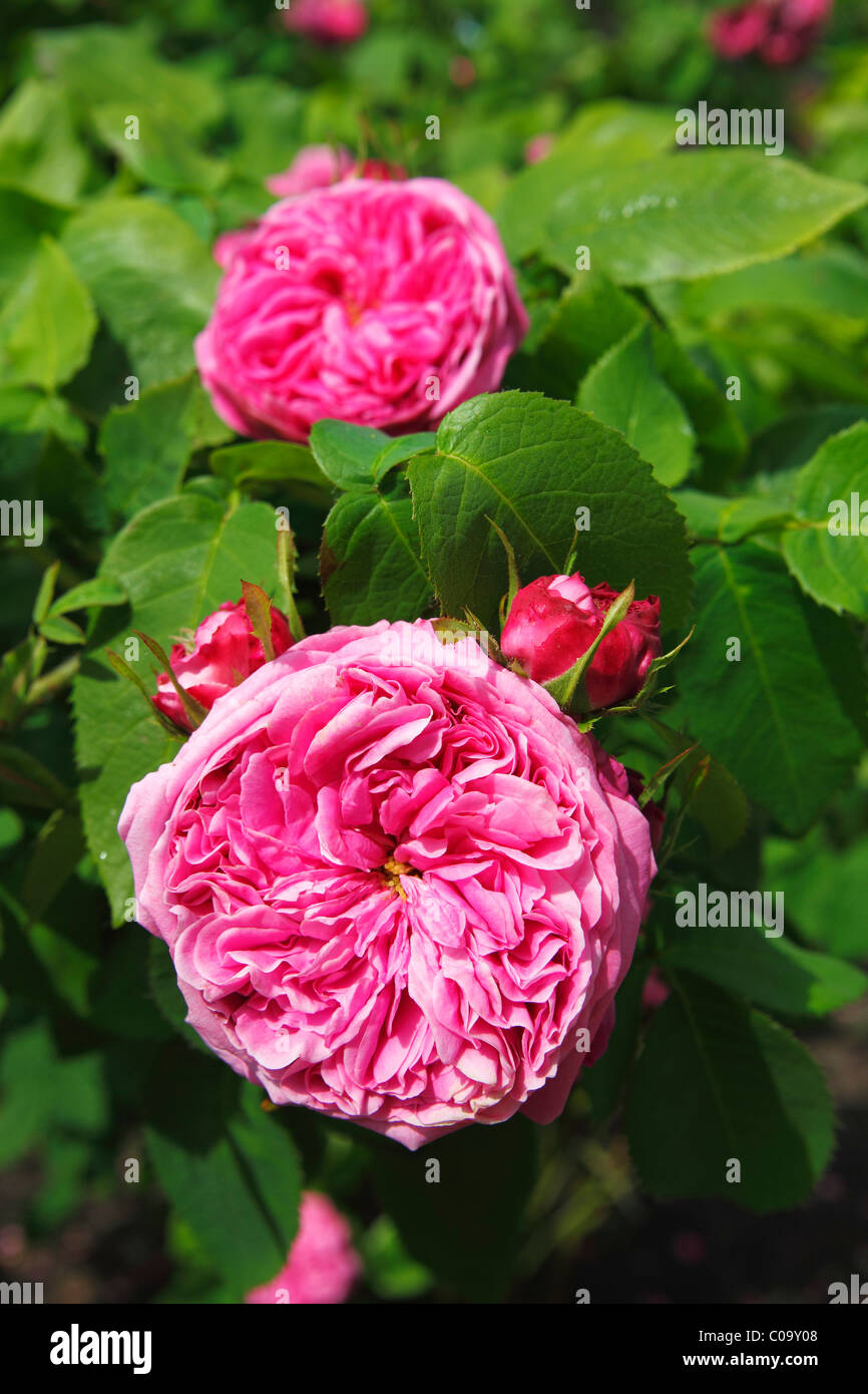 Yolande d'Aragon rose variety, Portland Rose, historic rose variety ...