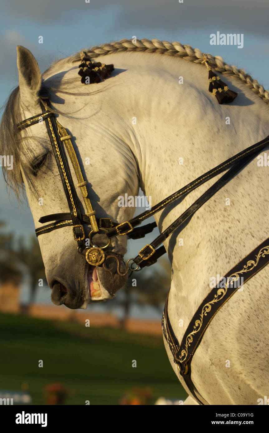 andalusian horses show in emirates palace hotel, abu dhabi, uae Stock ...