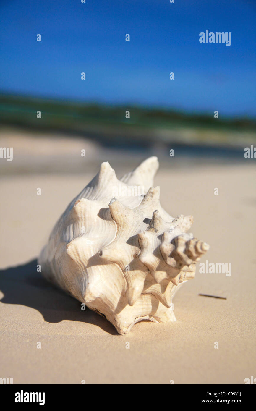 White seashell on a caribbean beach Stock Photo - Alamy