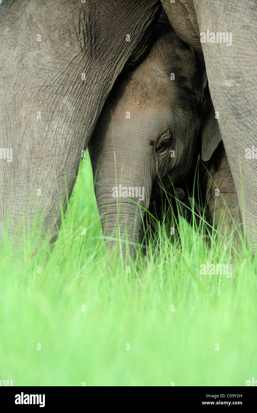Elephant legs hi-res stock photography and images - Alamy