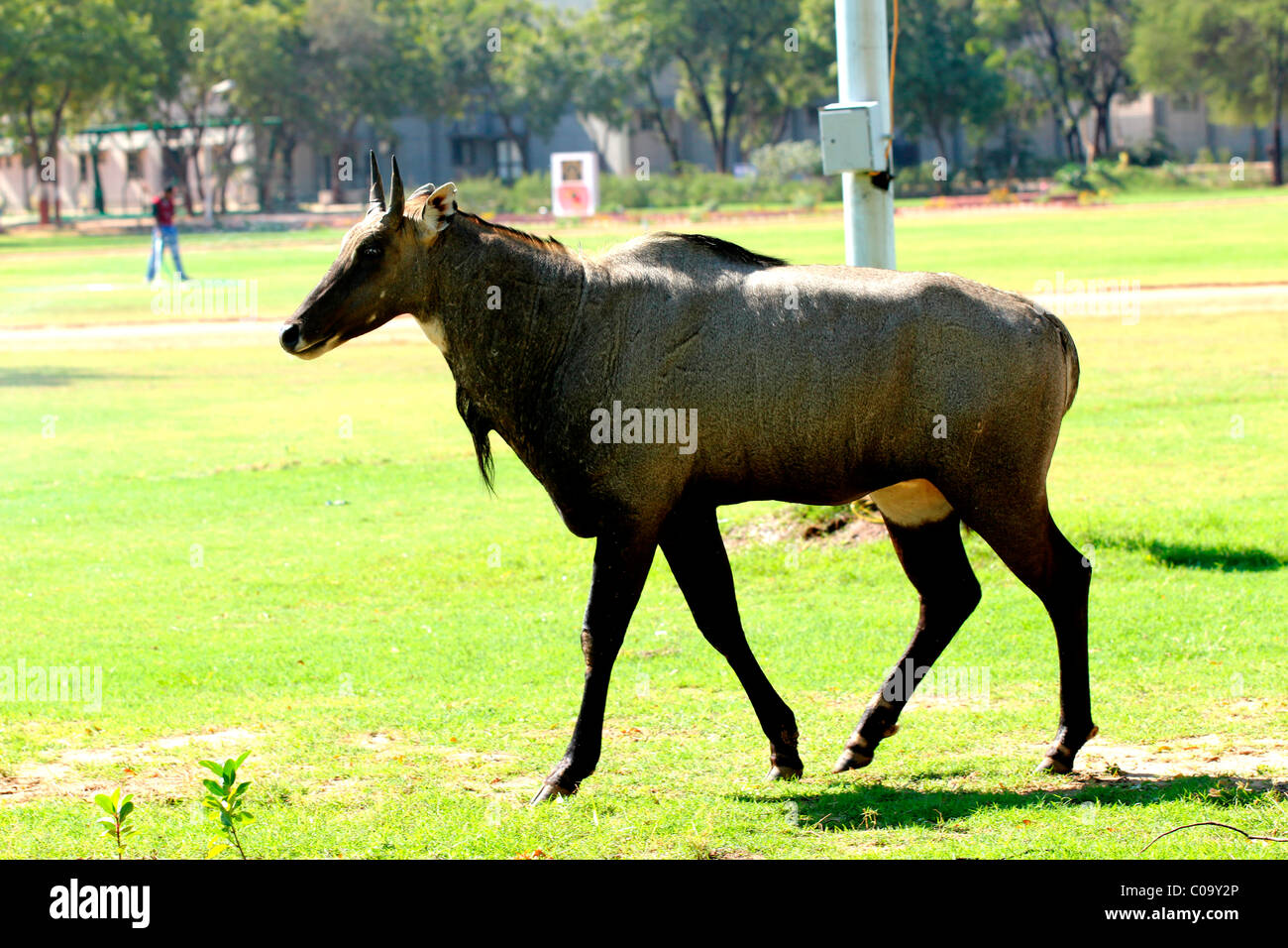 A blue bull Stock Photo - Alamy