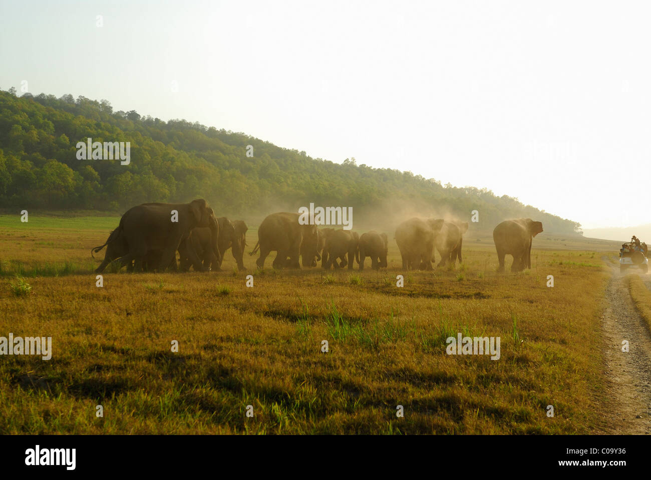 Indian Elephant And Charging Stock Photos & Indian Elephant And ...