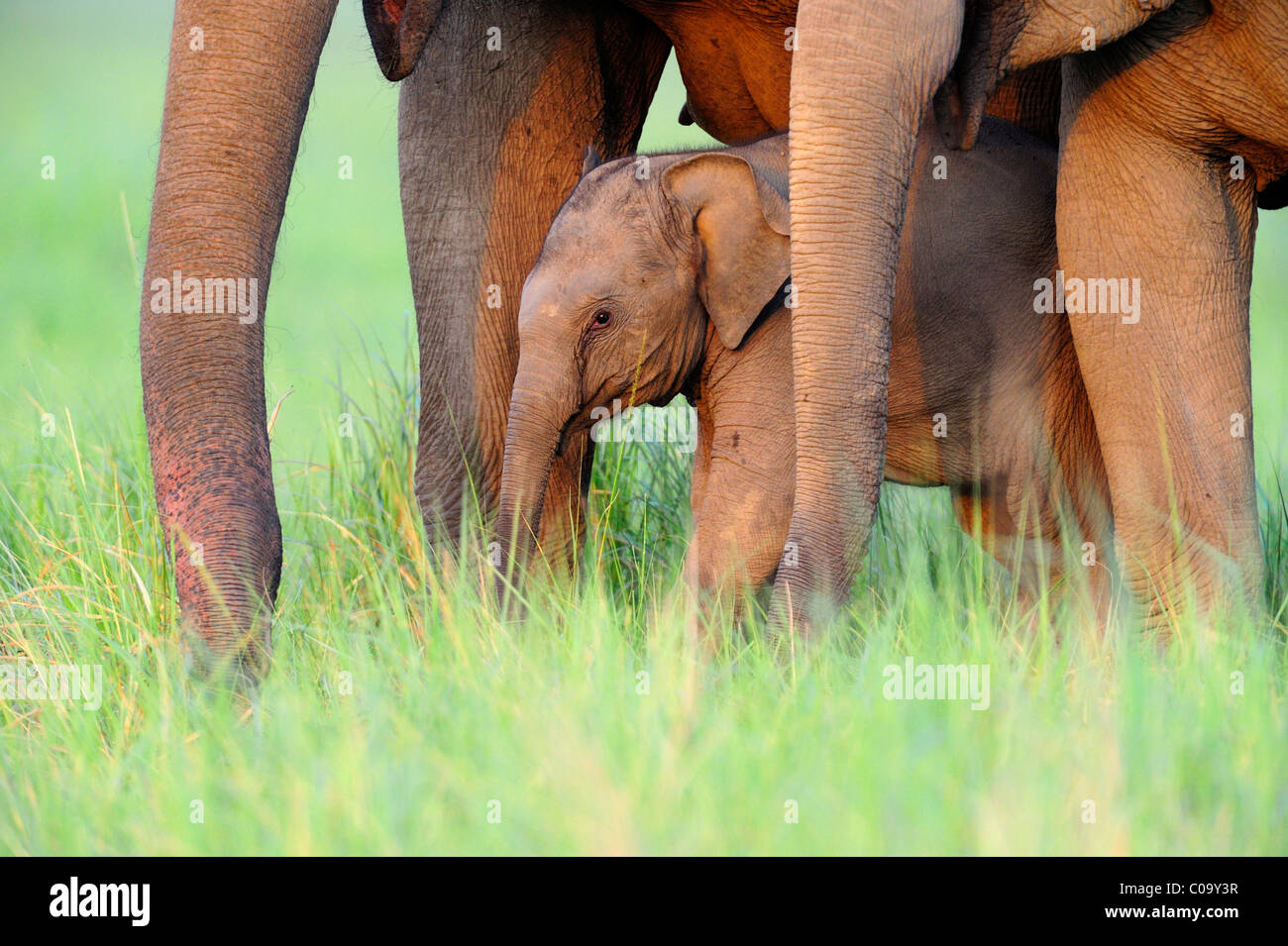 Portrait of Elephant cub Stock Photo - Alamy