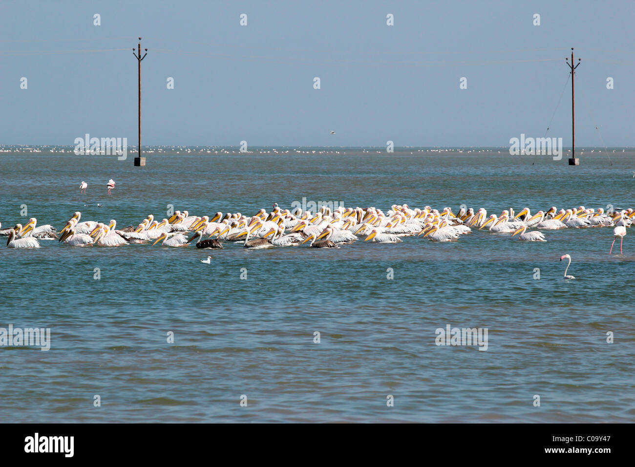 White pelicans in Rann of Kutch, near India Pakistan border Stock Photo ...