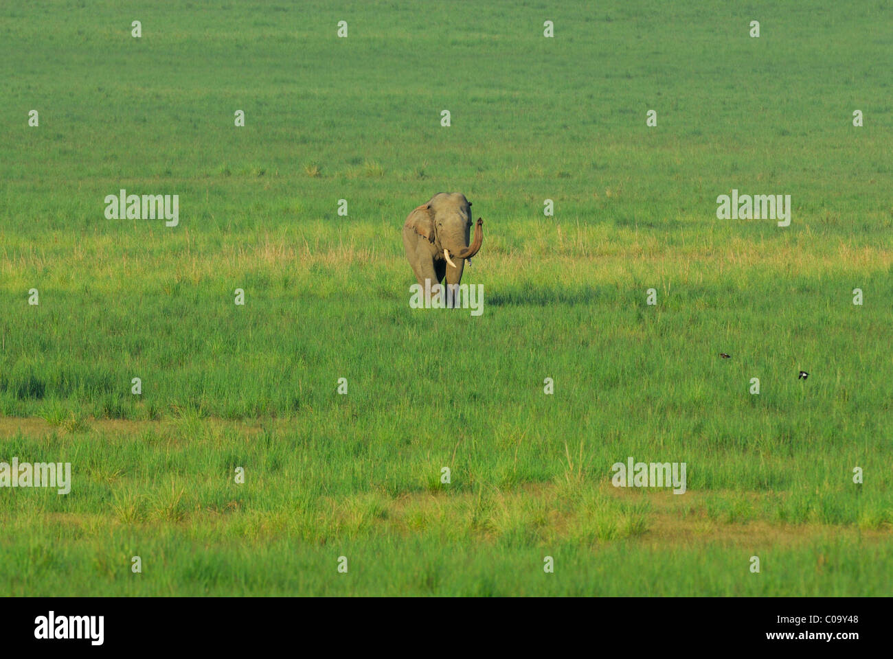Tuskers of india hi-res stock photography and images - Alamy