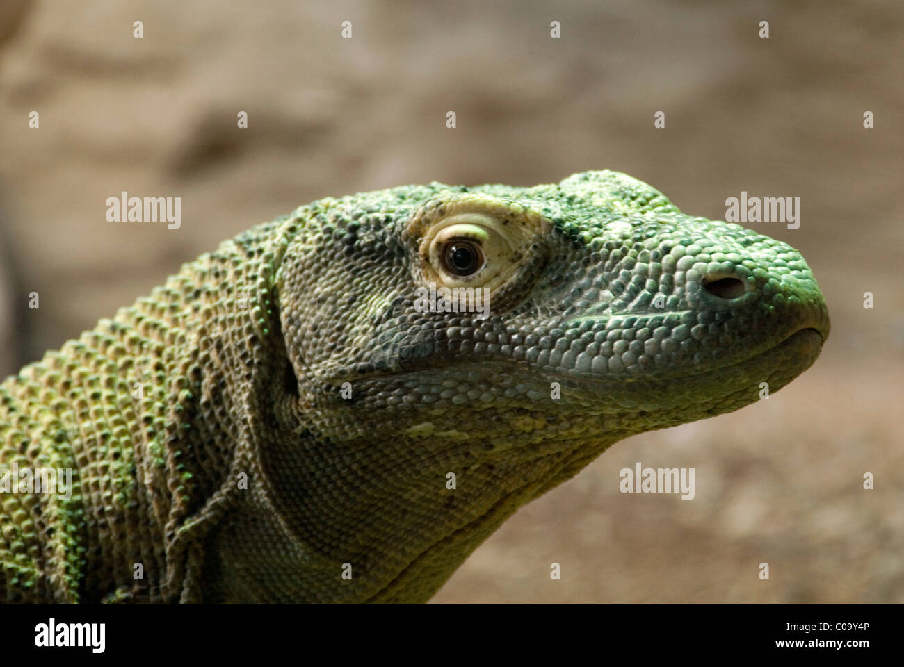 Profile portrait of Komodo Dragon lizard (Varanus komodoensis) in ...