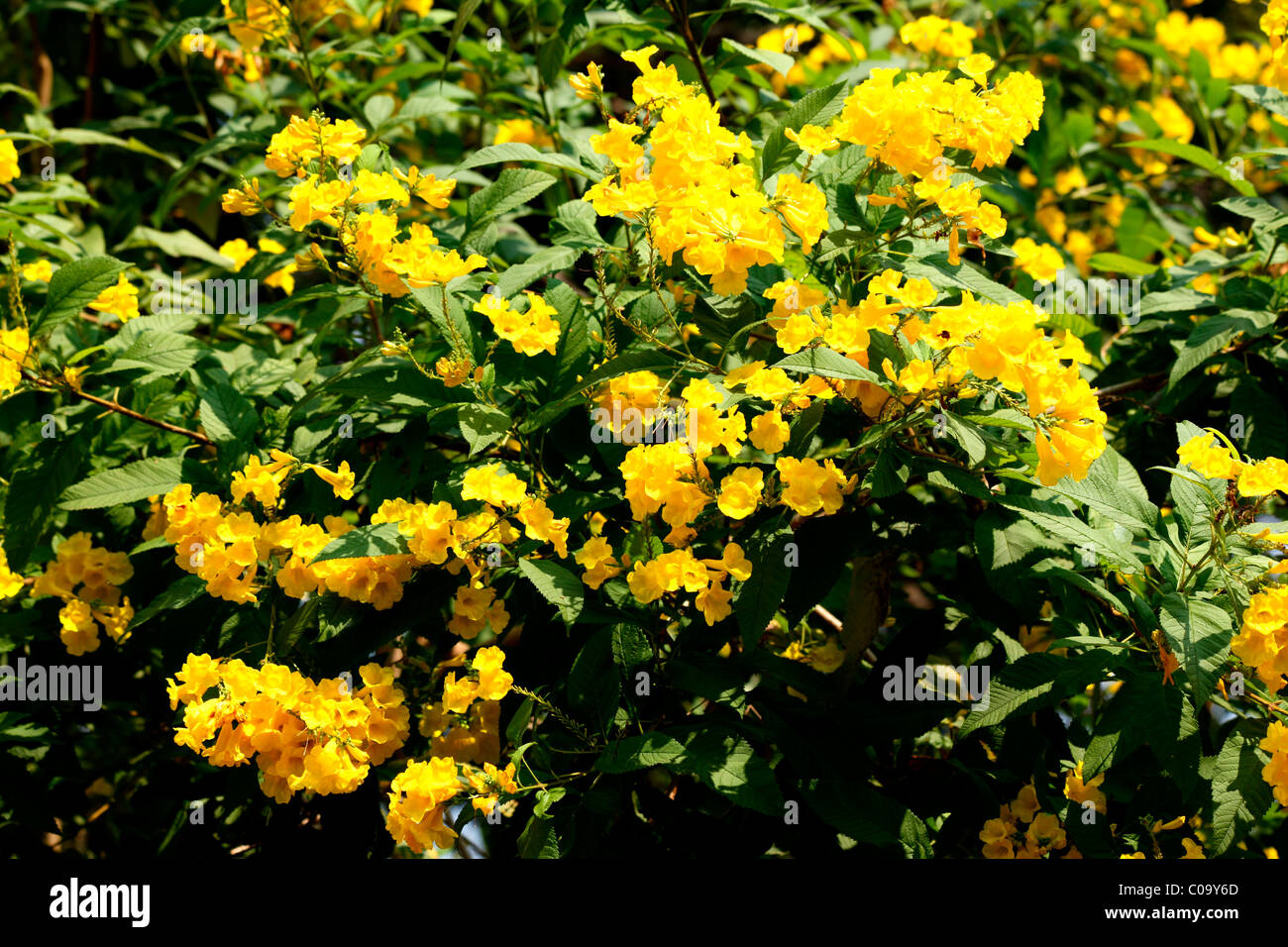 Yellow flowers of Tikoma Stock Photo - Alamy