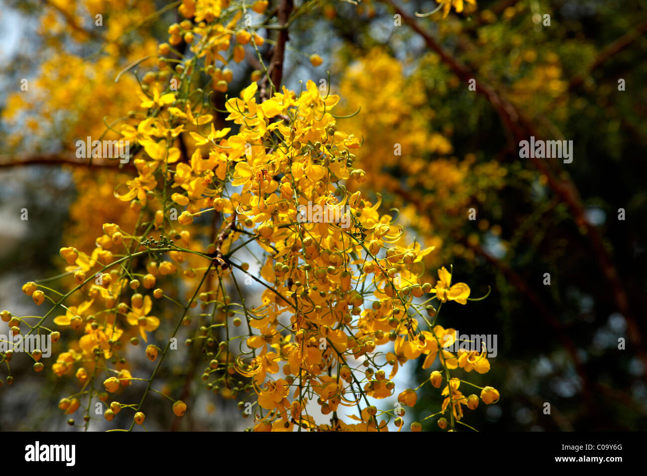 Yellow flowers amaltas casia fistula hi-res stock photography and ...
