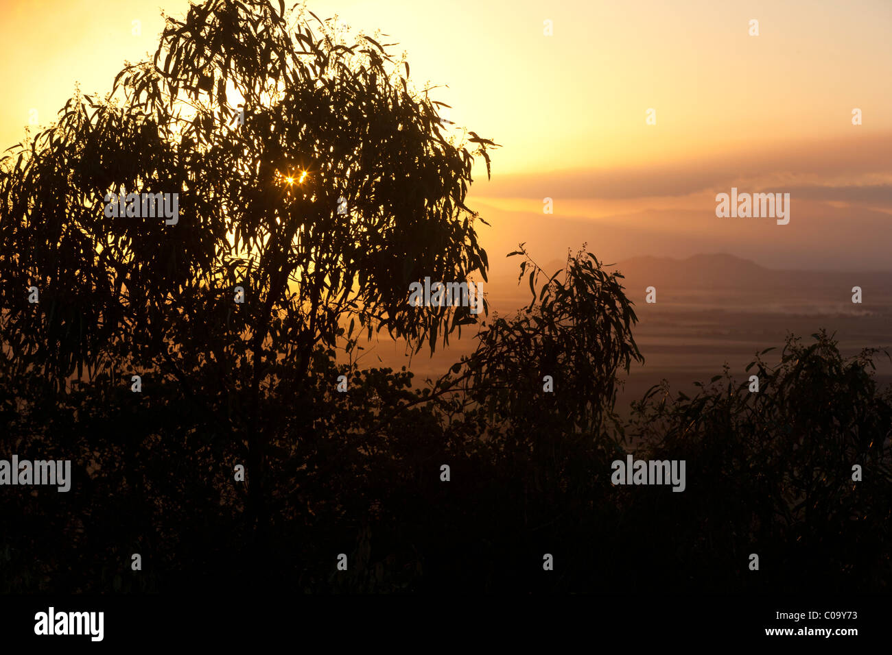 Sunset and gum tree hi-res stock photography and images - Alamy
