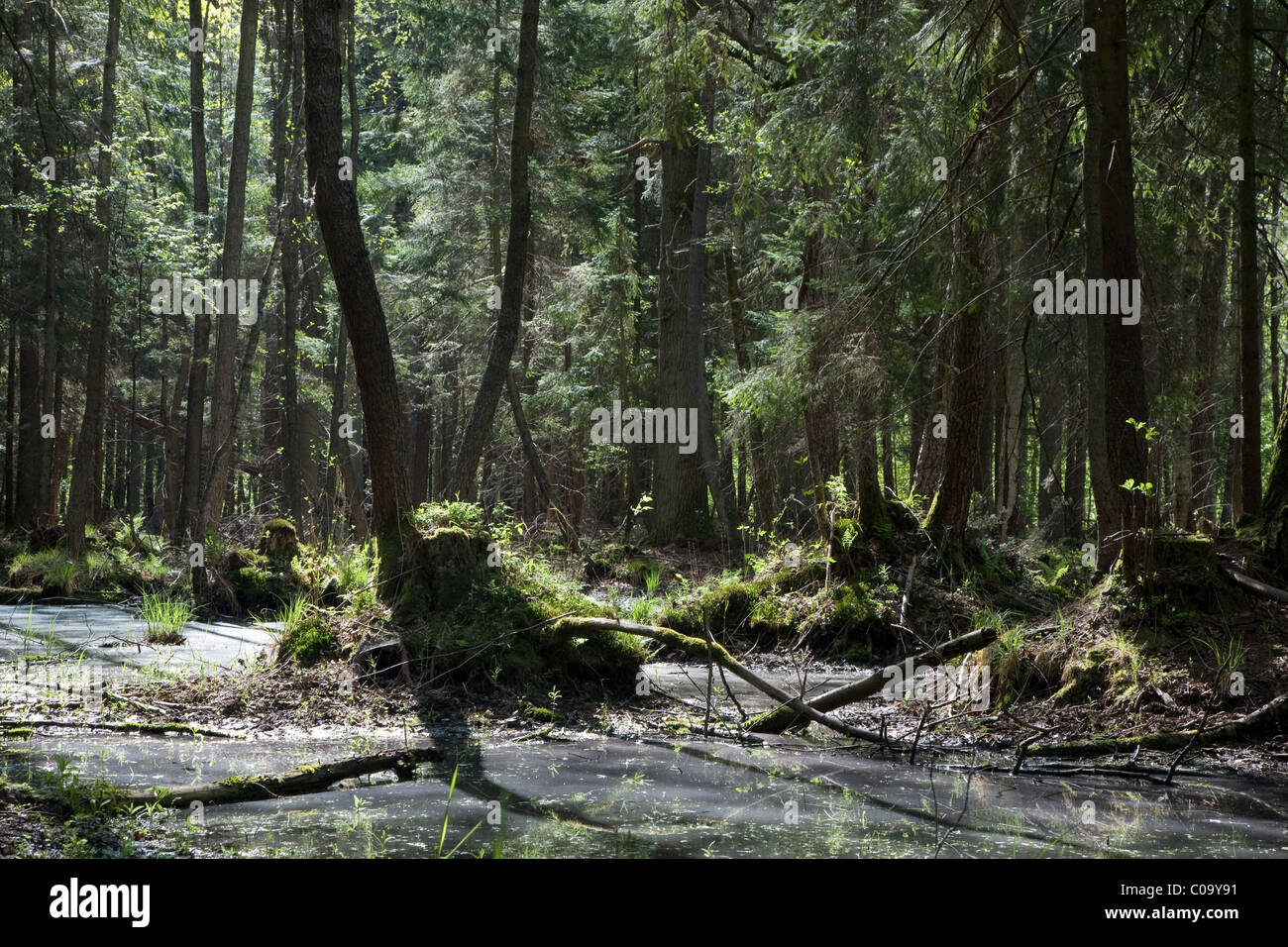 Bog in forest hi-res stock photography and images - Alamy
