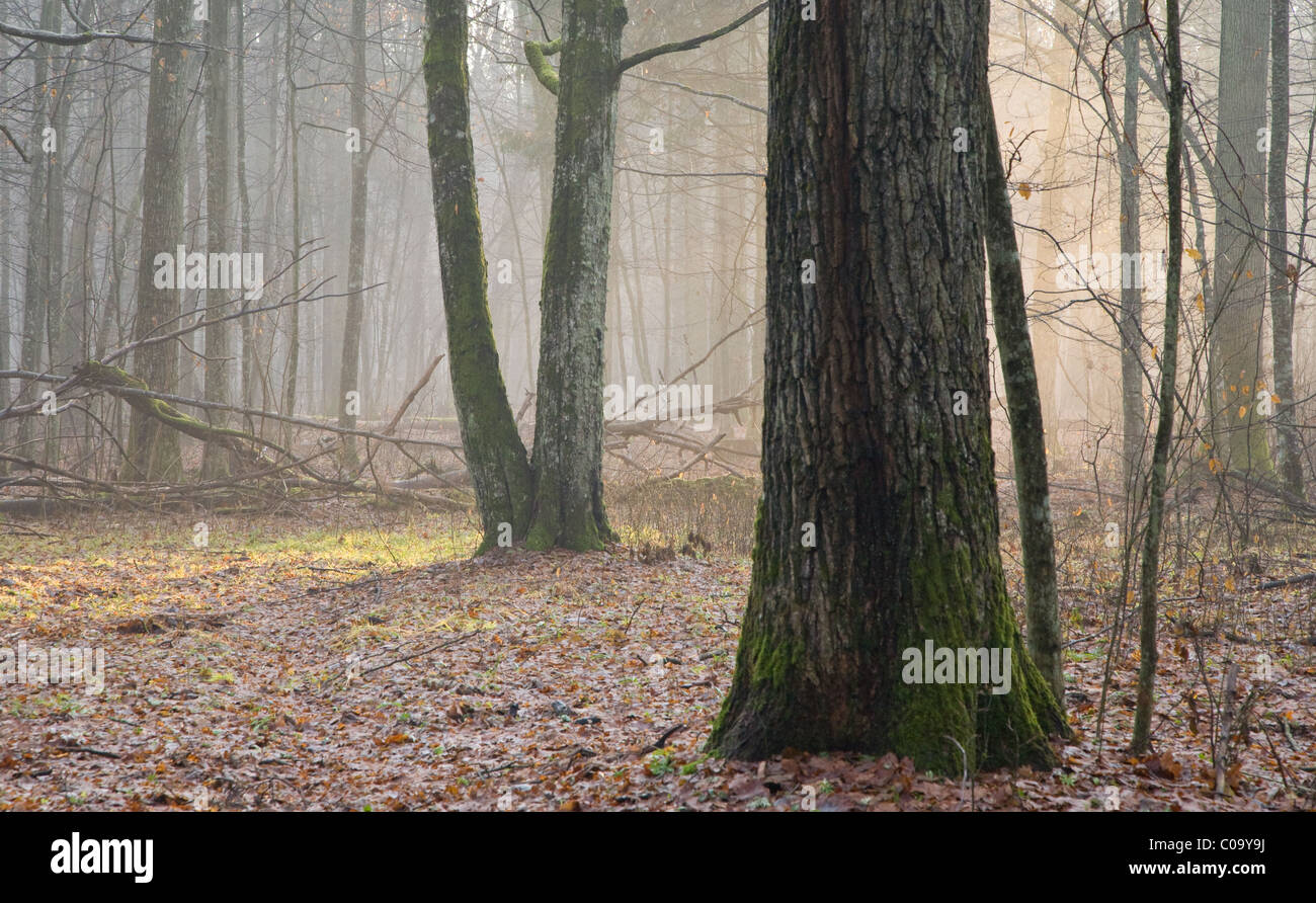 Light entering foggy forest hi-res stock photography and images - Alamy