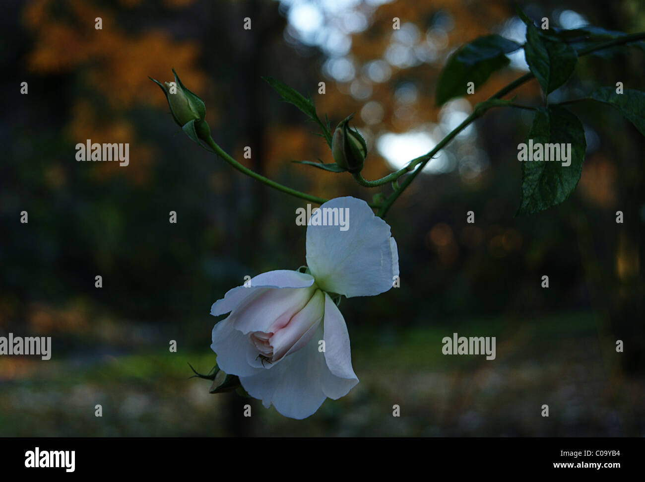 White rose in the wind Stock Photo - Alamy