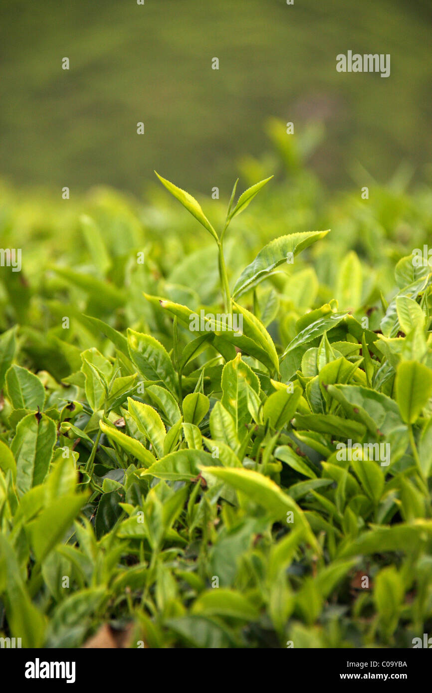 young tea tender leaves from a tea plantations in the scenic touristic ...