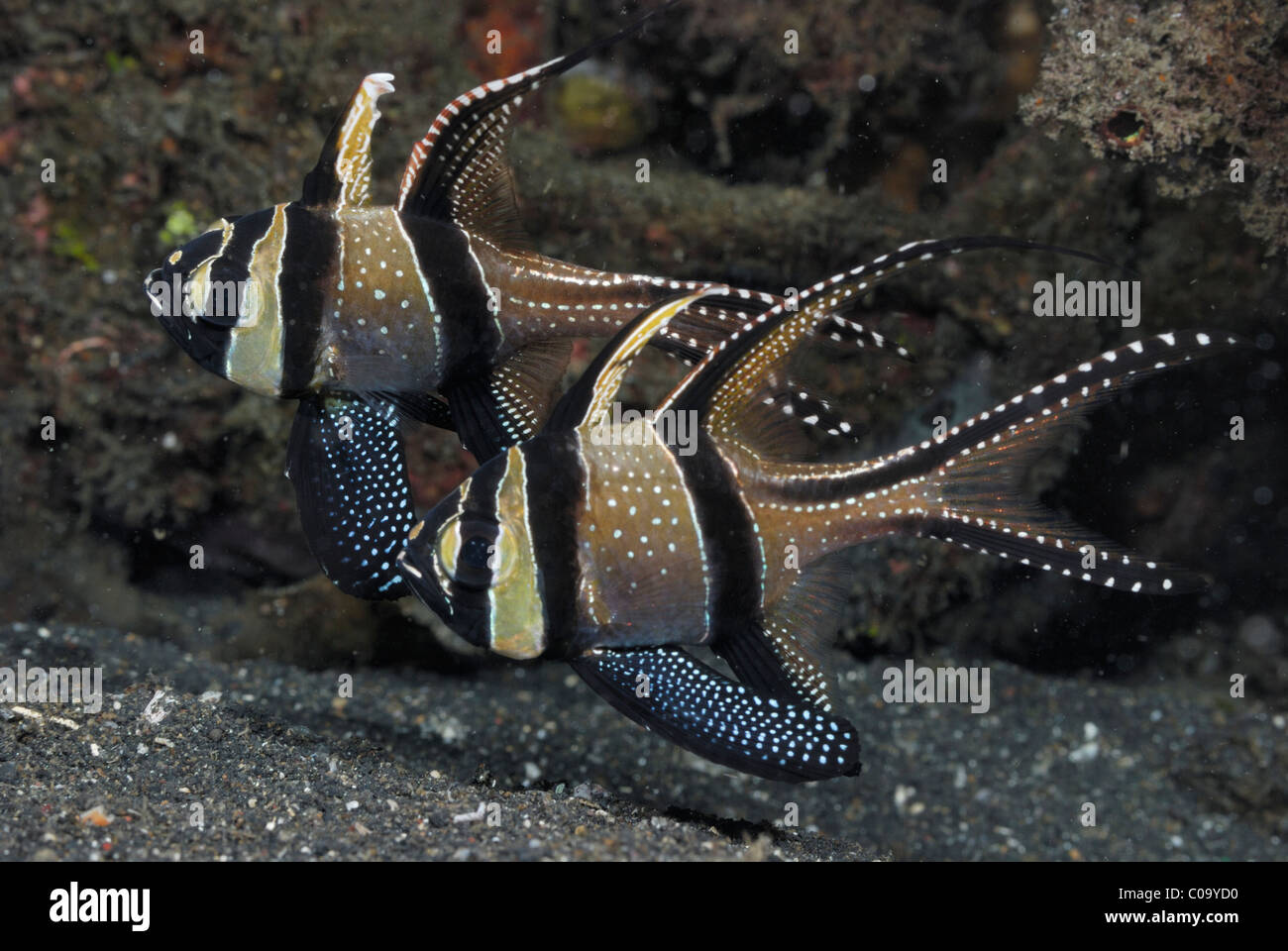 Banggai cardinal fish (Pterapogon kauderni). Lembeh Strait, Celebes Sea ...