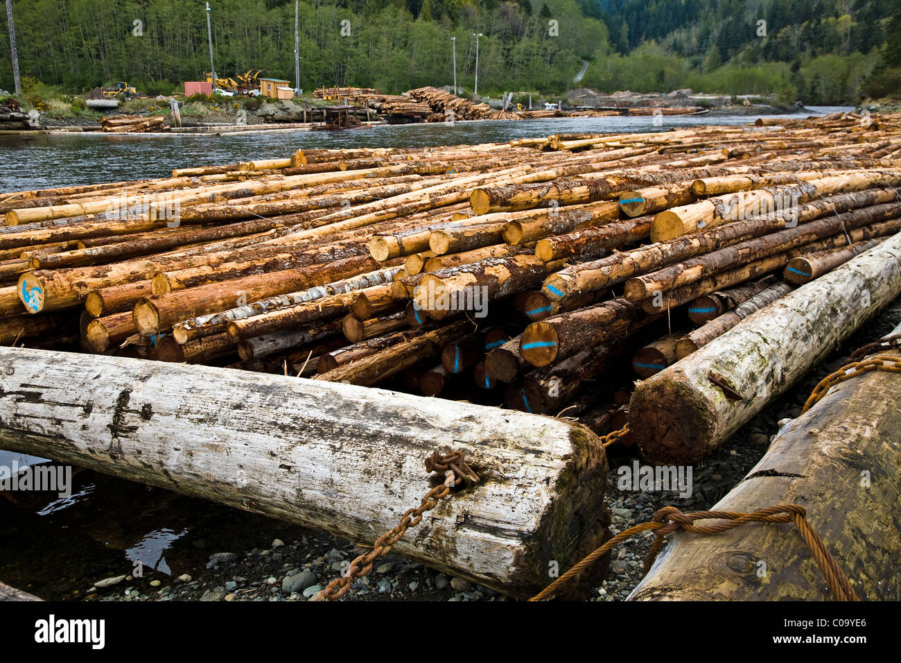 Pulp mill logging pulp hi-res stock photography and images - Alamy