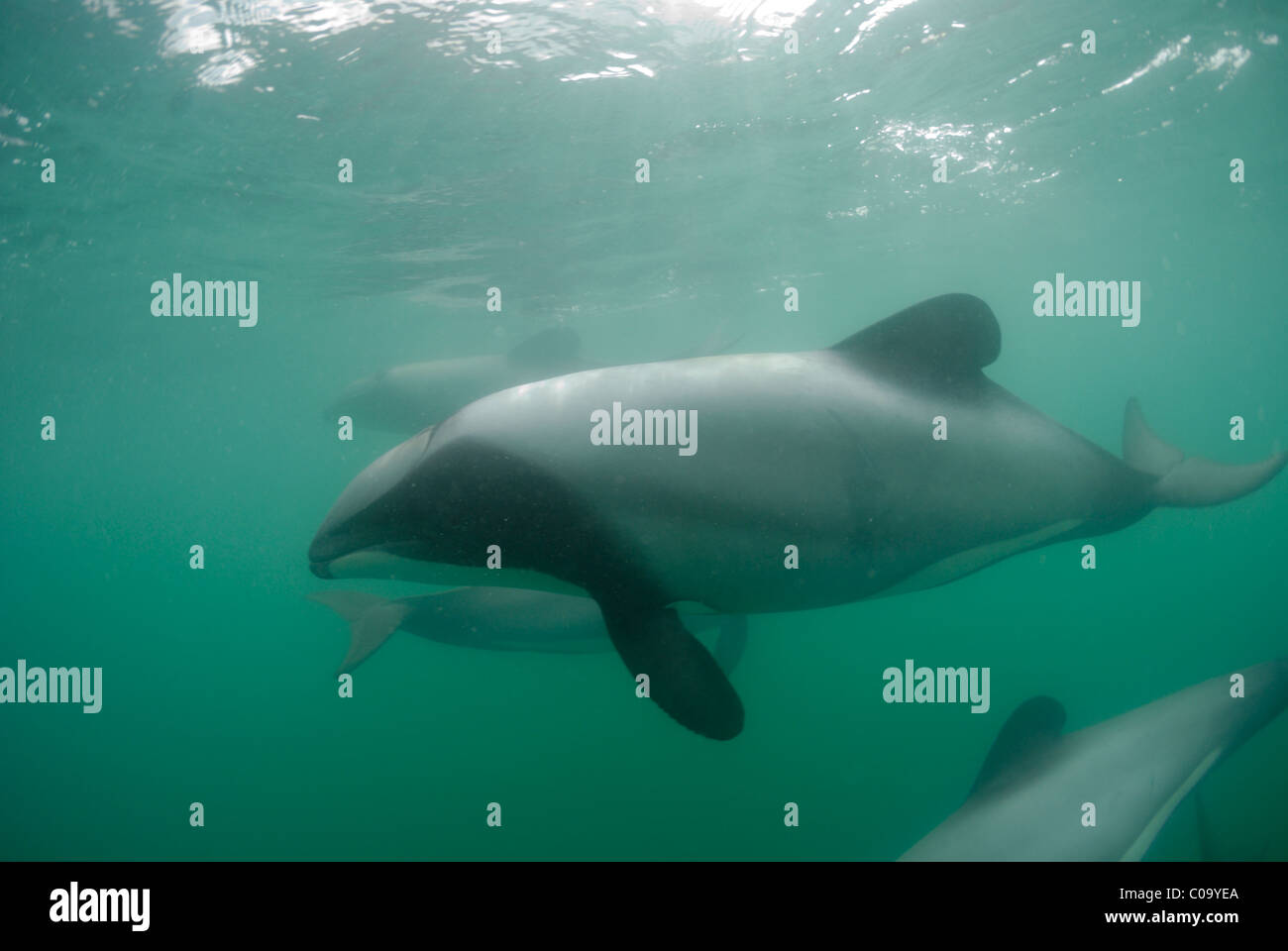Hector dolphin underwater hi-res stock photography and images - Alamy