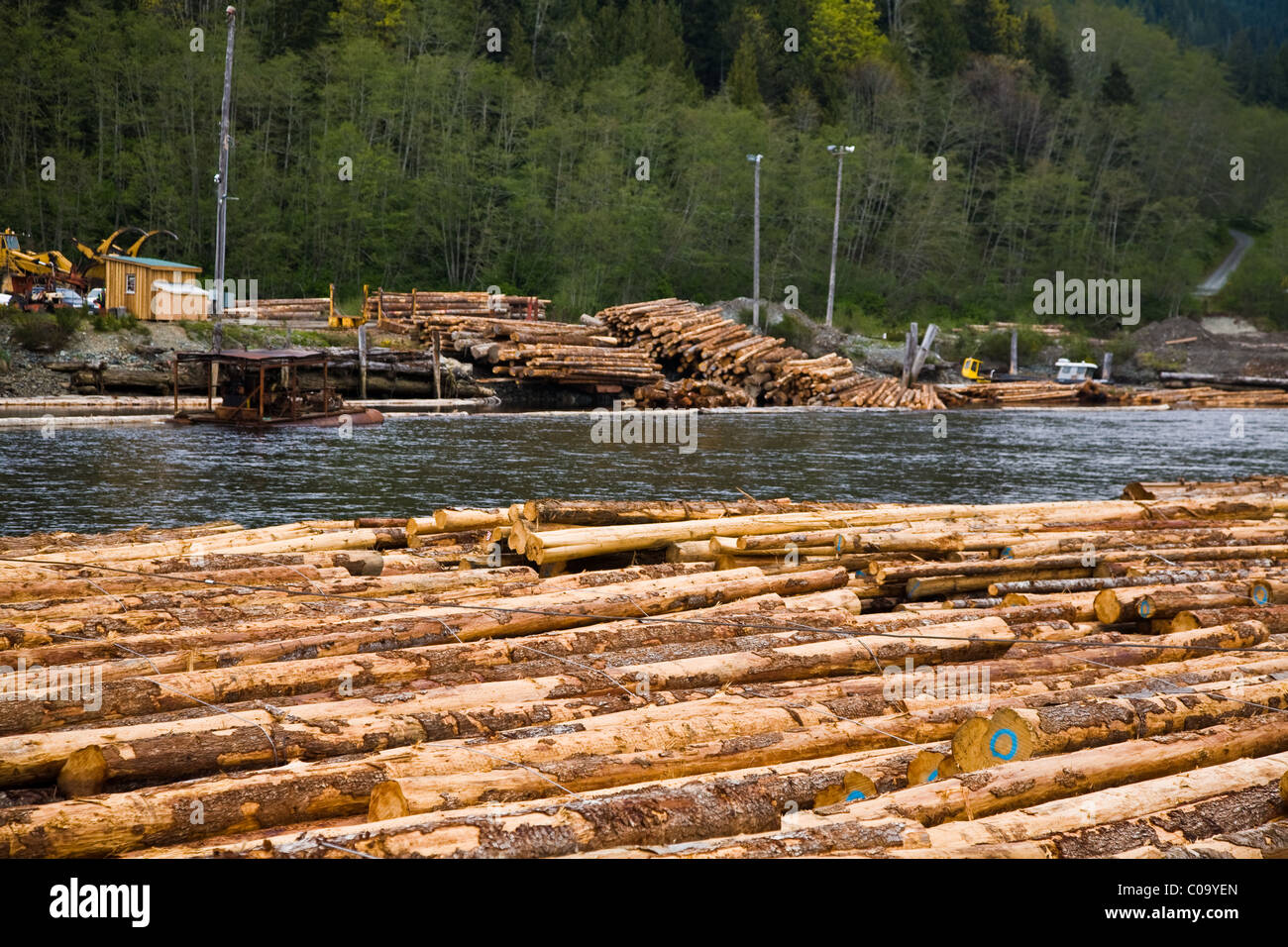 Logs being formed into floating booms for transportation to saw mills ...