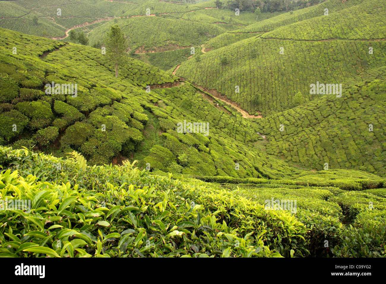 abstract of tea plantations in the scenic touristic hill station munnar ...