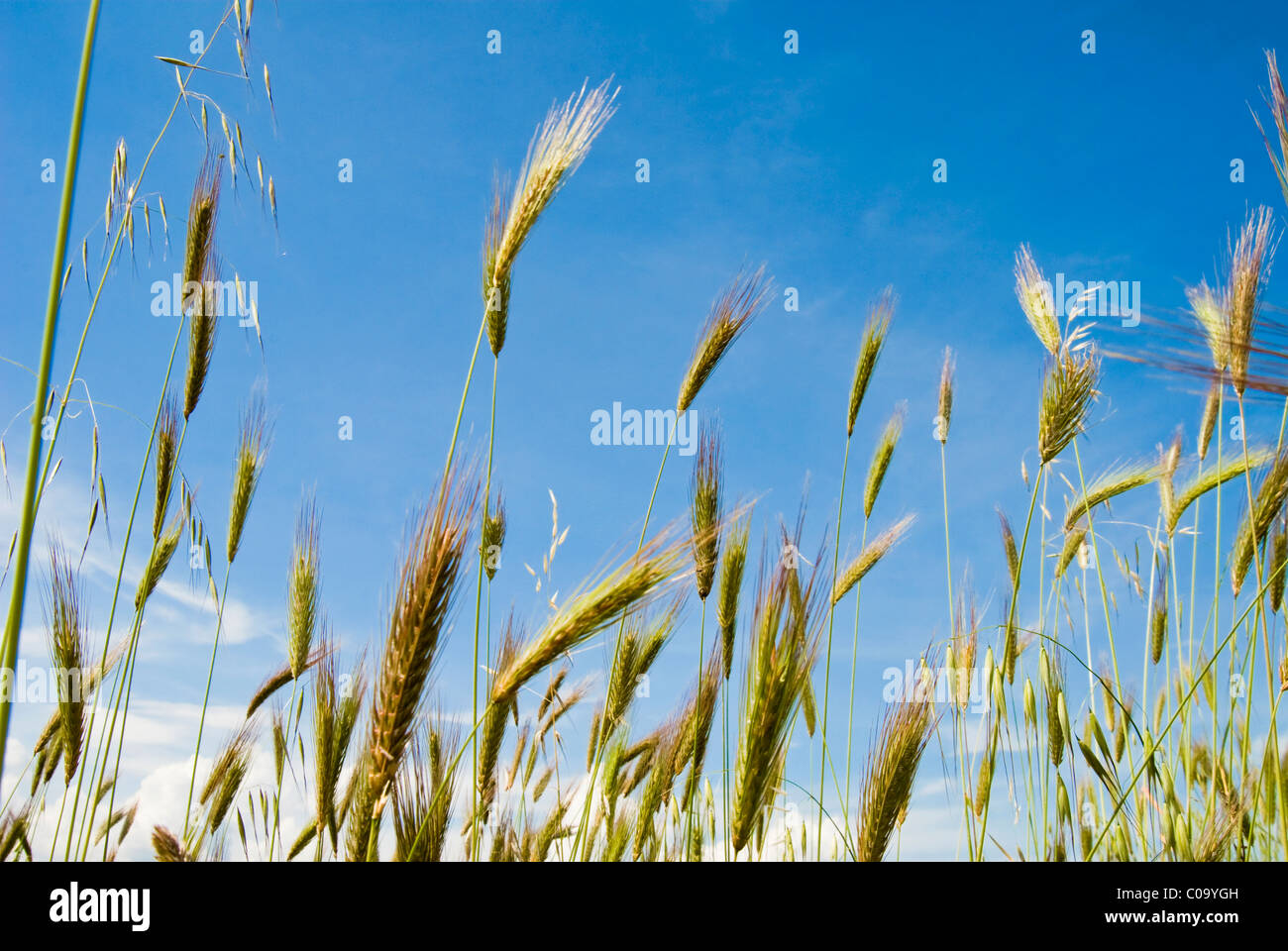 Tuscany wheat field hi-res stock photography and images - Alamy