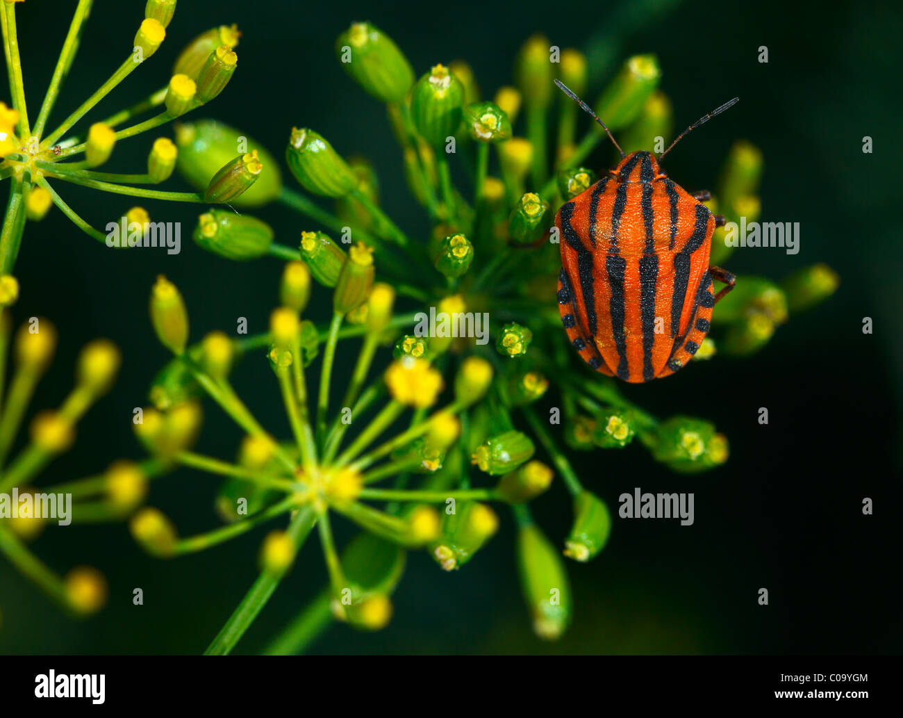 Spotted striped hi-res stock photography and images - Alamy
