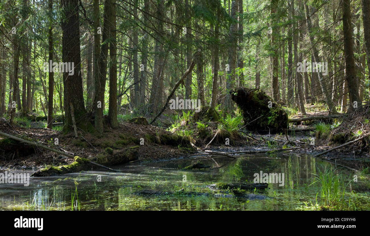 Alder Marsh Forest Stock Photos & Alder Marsh Forest Stock Images - Alamy