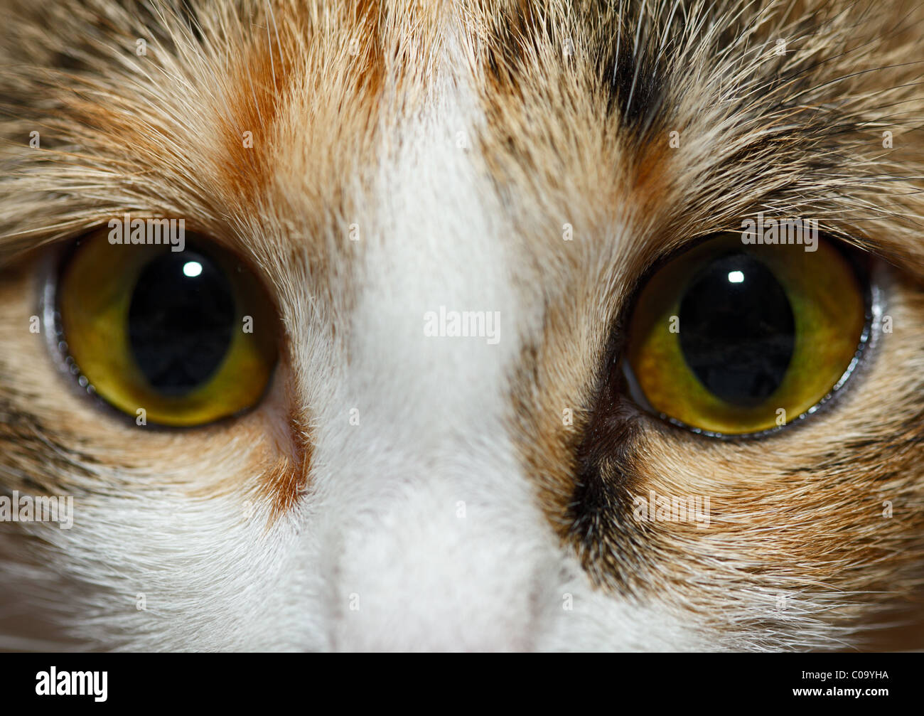 Cat pupil dark hi-res stock photography and images - Alamy