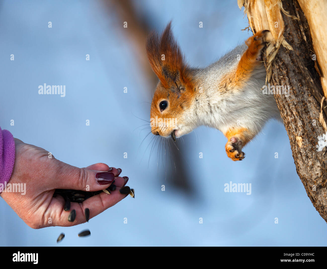 Squirrel eating sunflower seeds, which takes a hand Stock Photo - Alamy
