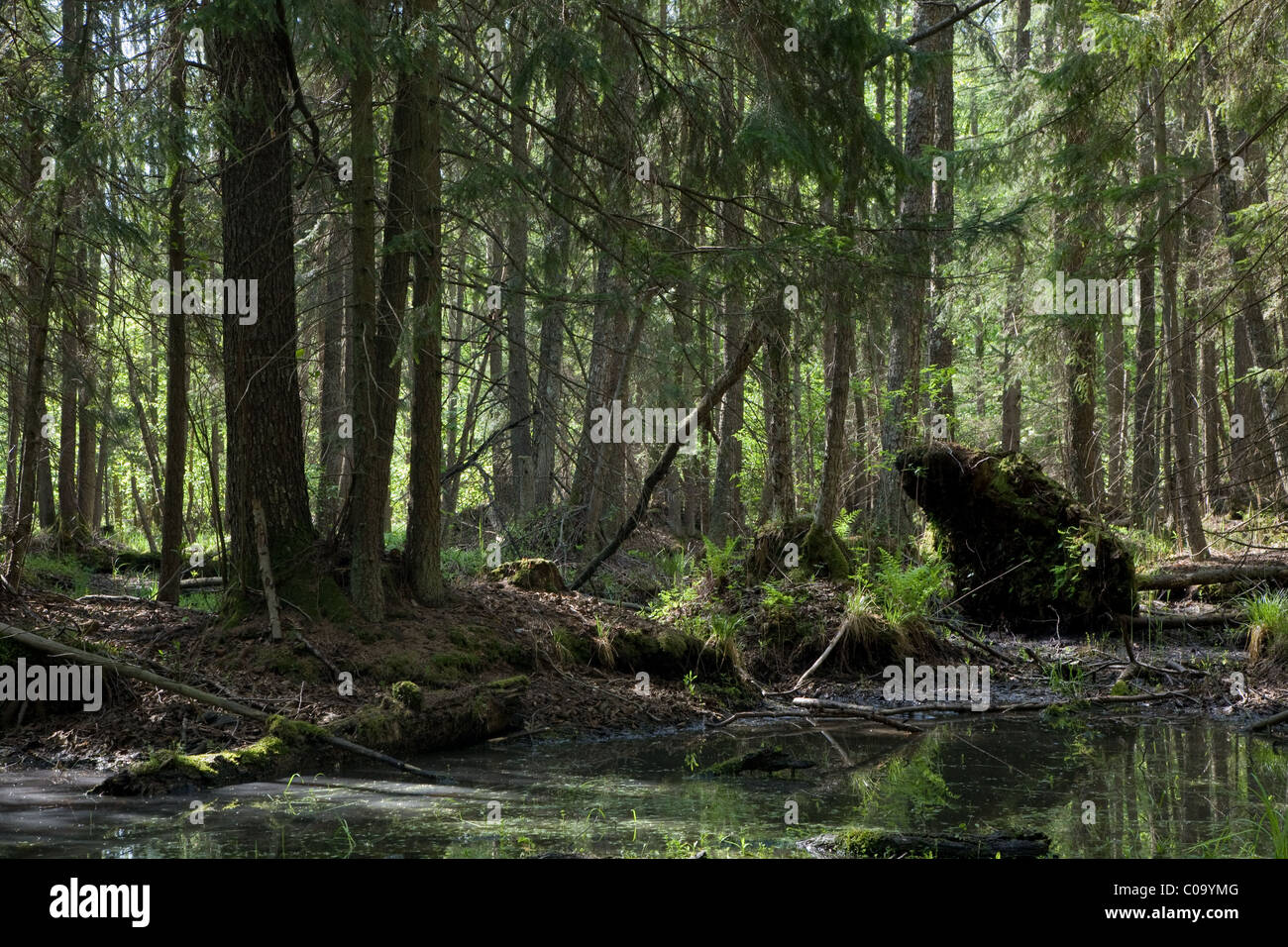 Bog in forest hi-res stock photography and images - Alamy