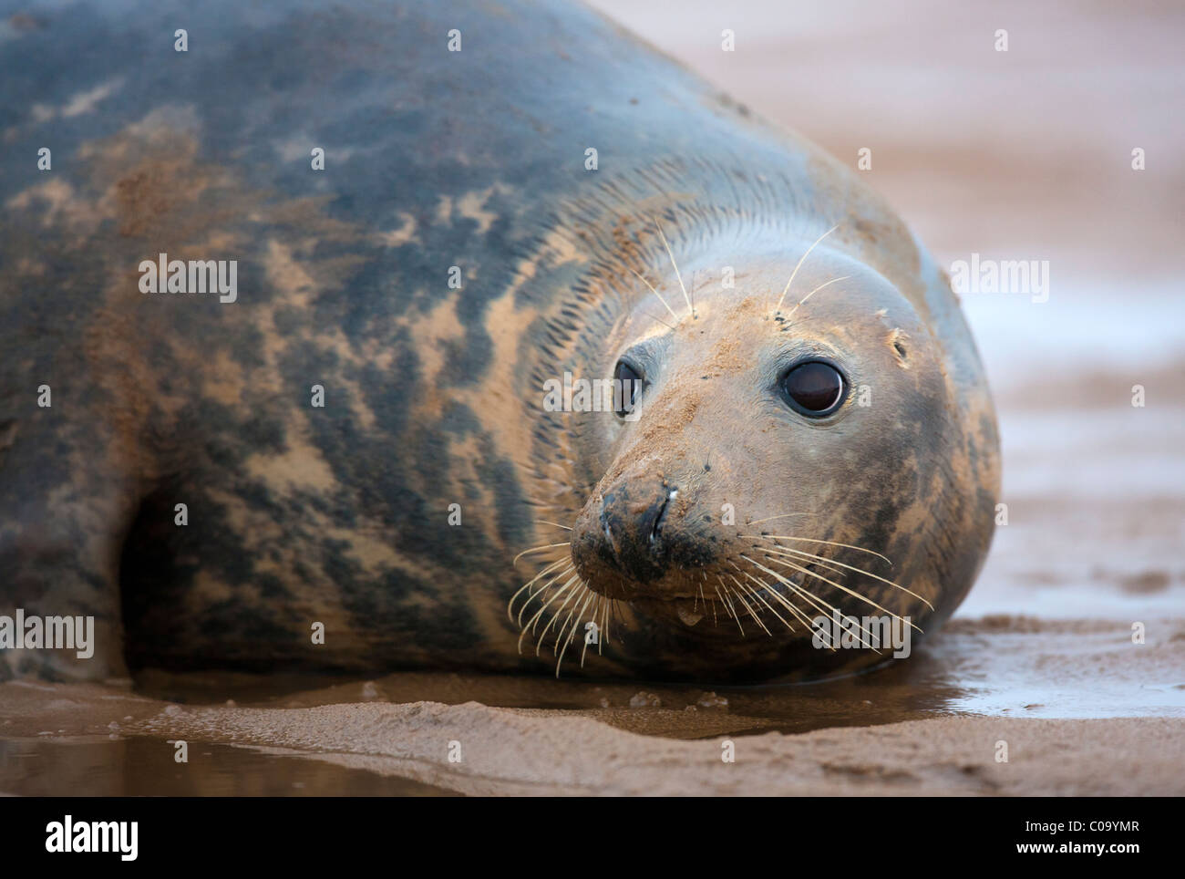 Atlantic Grey Seal (Halichoerus grypus) on beach, Donna Nook ...