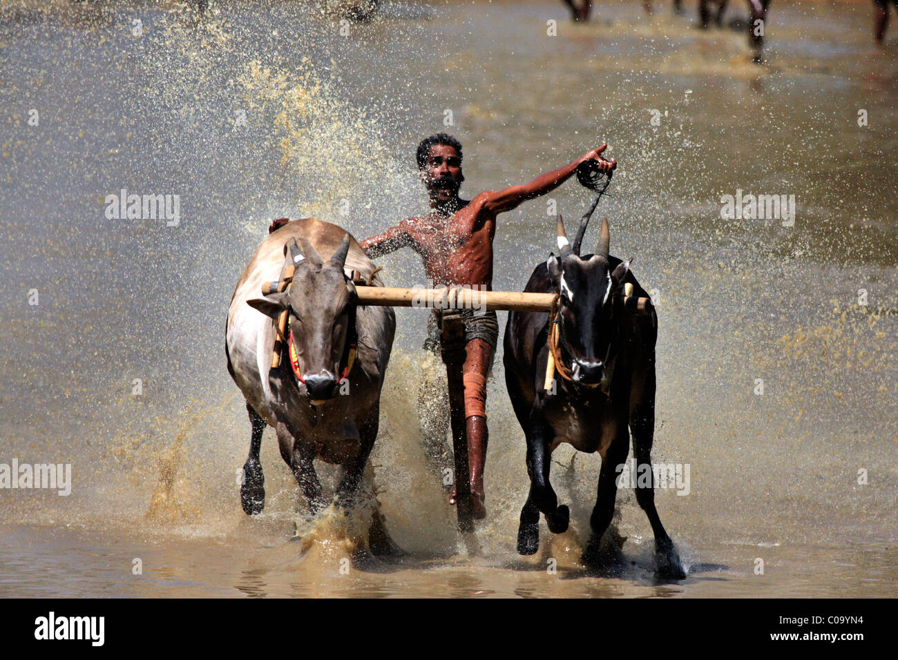 maramadi or cattle race in palakad,kerala,India Stock Photo - Alamy