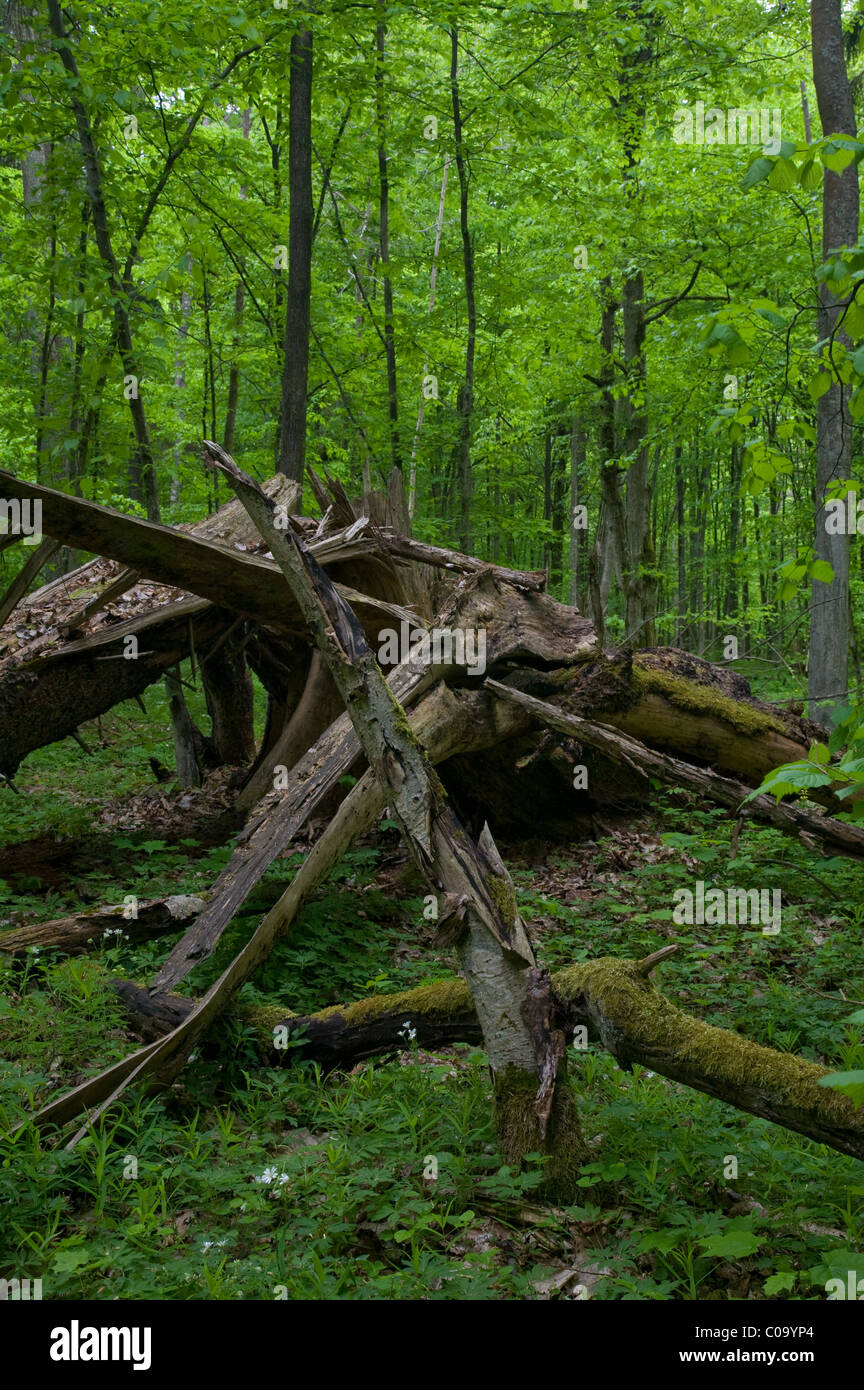 Dead spruce lying in front of green deciduous trees Stock Photo - Alamy