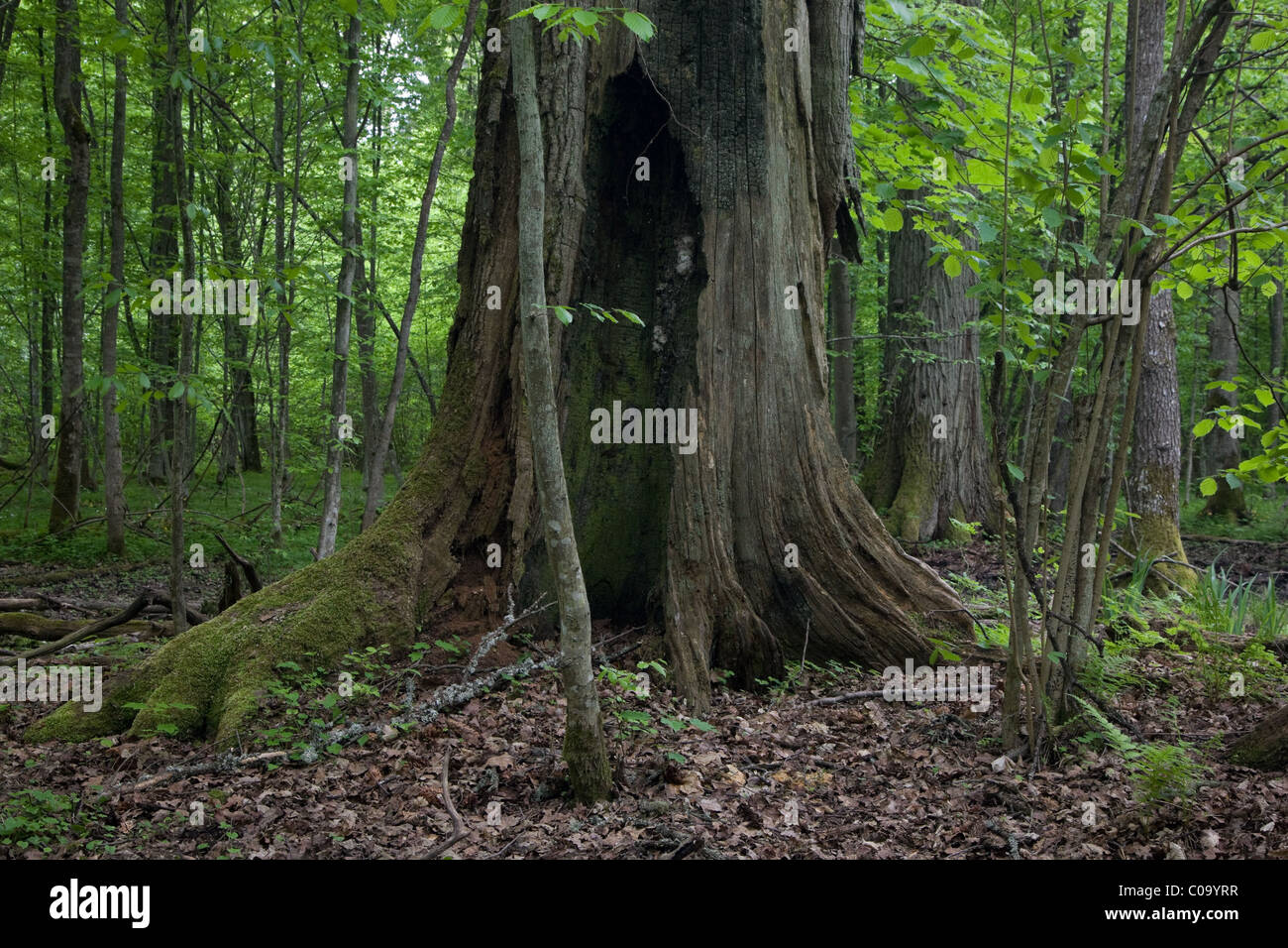 Old oak almost dead still standing against young hornbeam stand Stock ...