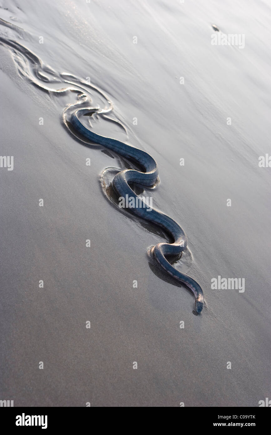 Fast moving snake hi-res stock photography and images - Alamy