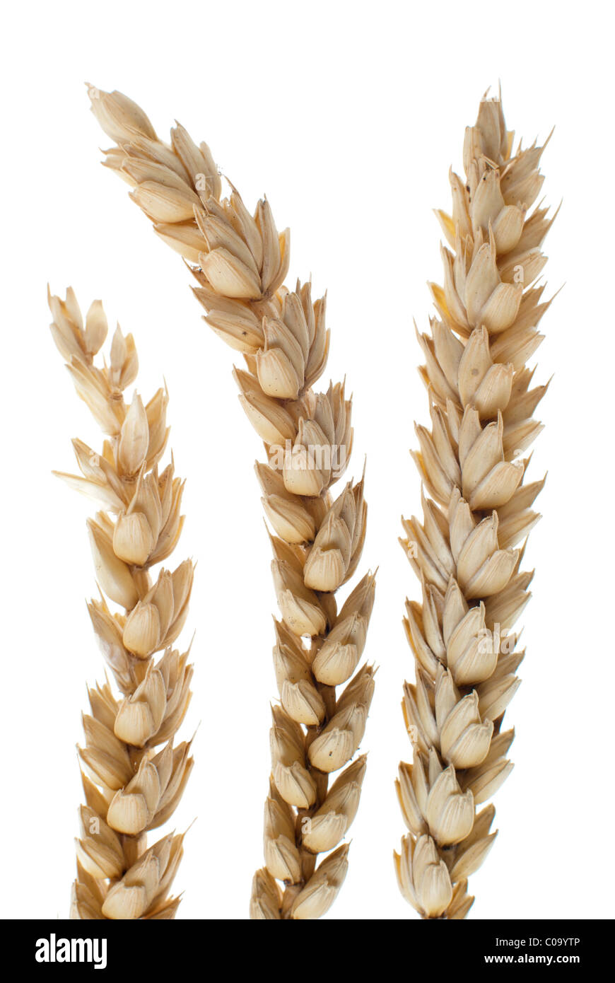 Wheat detail isolated on white background Stock Photo - Alamy