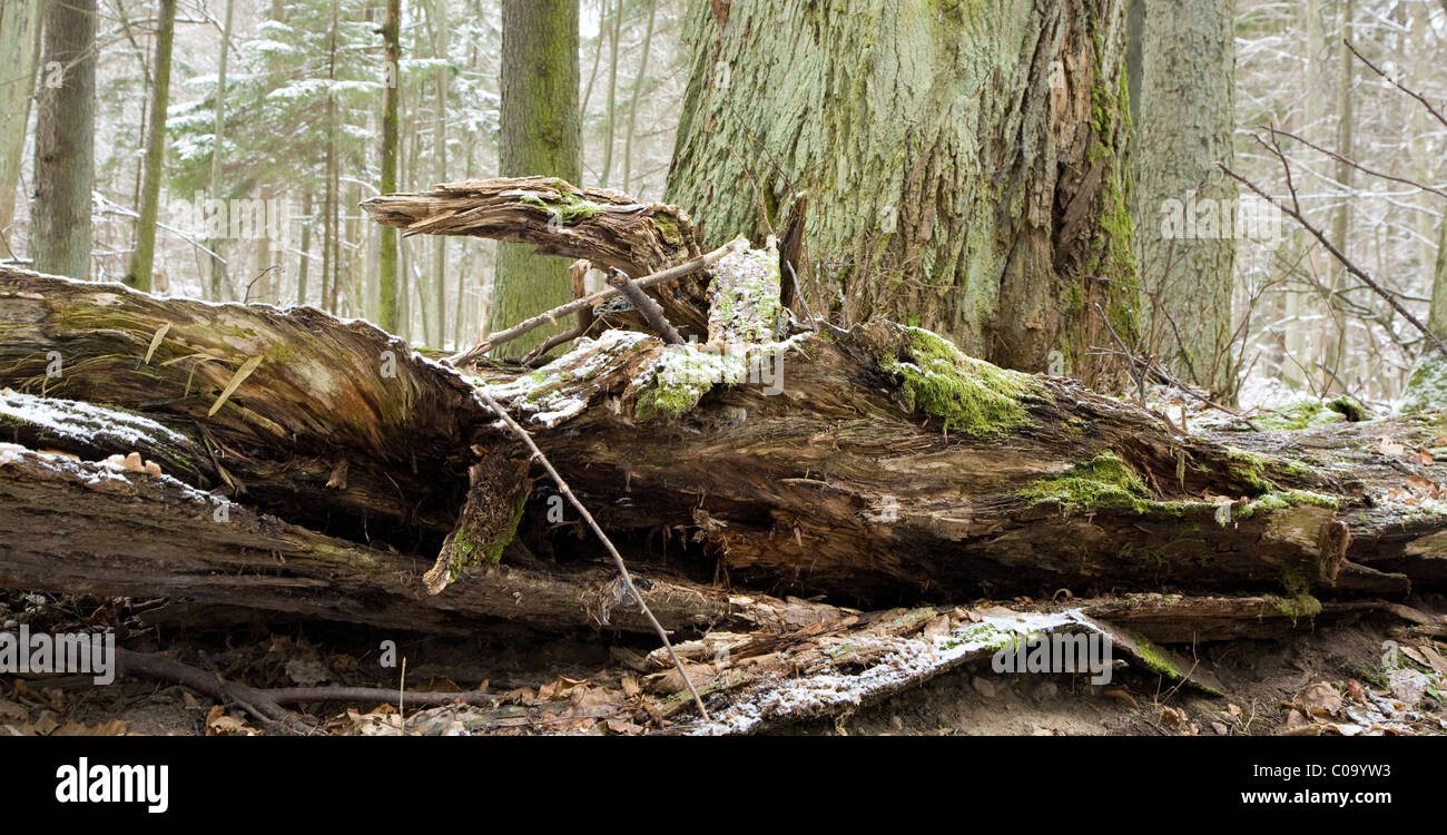 Damaged oak tree hi-res stock photography and images - Alamy