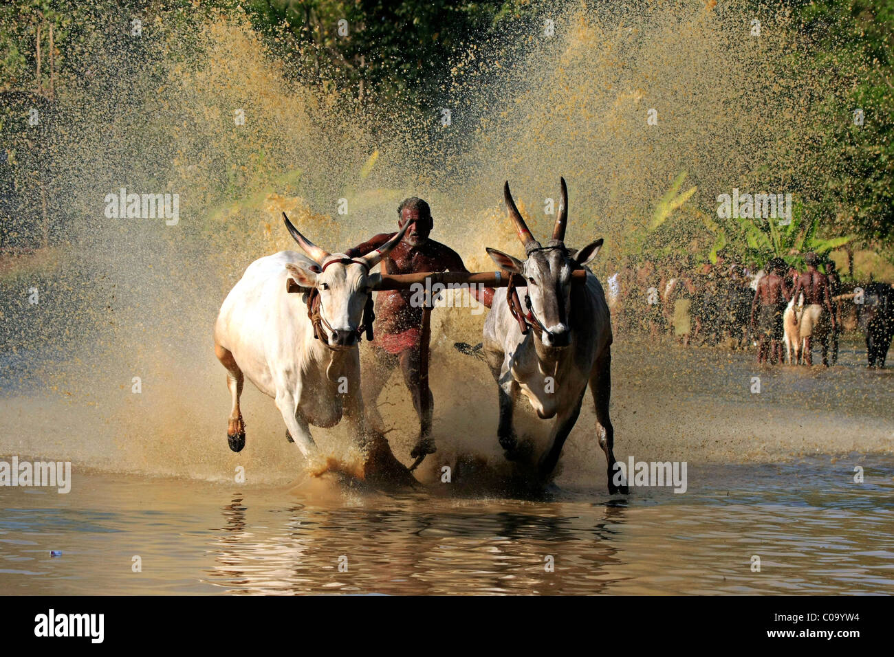 maramadi or cattle race in palakad,kerala,India Stock Photo - Alamy