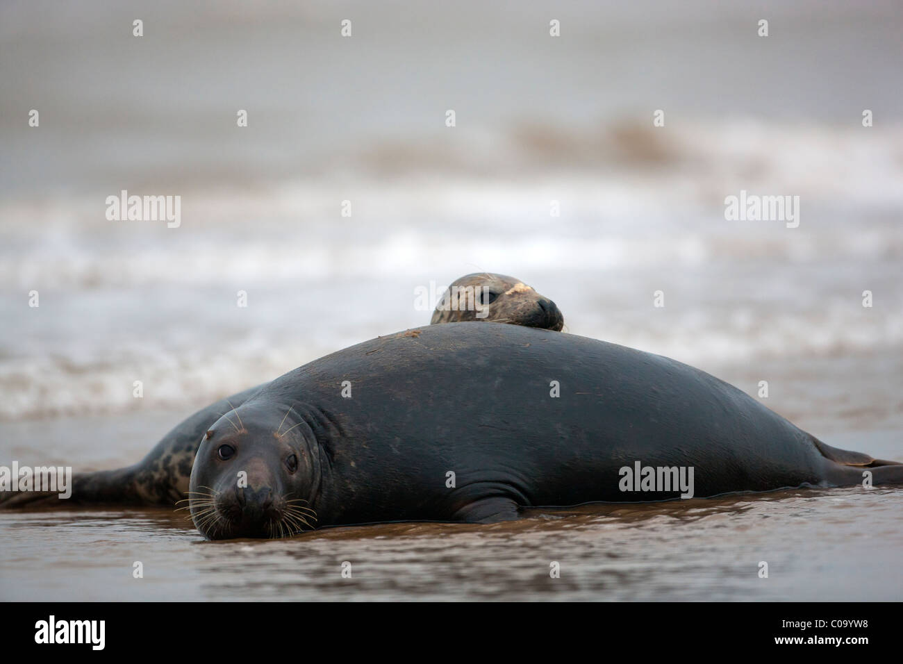 Atlantic Grey Seal (Halichoerus grypus) on beach, Donna Nook ...