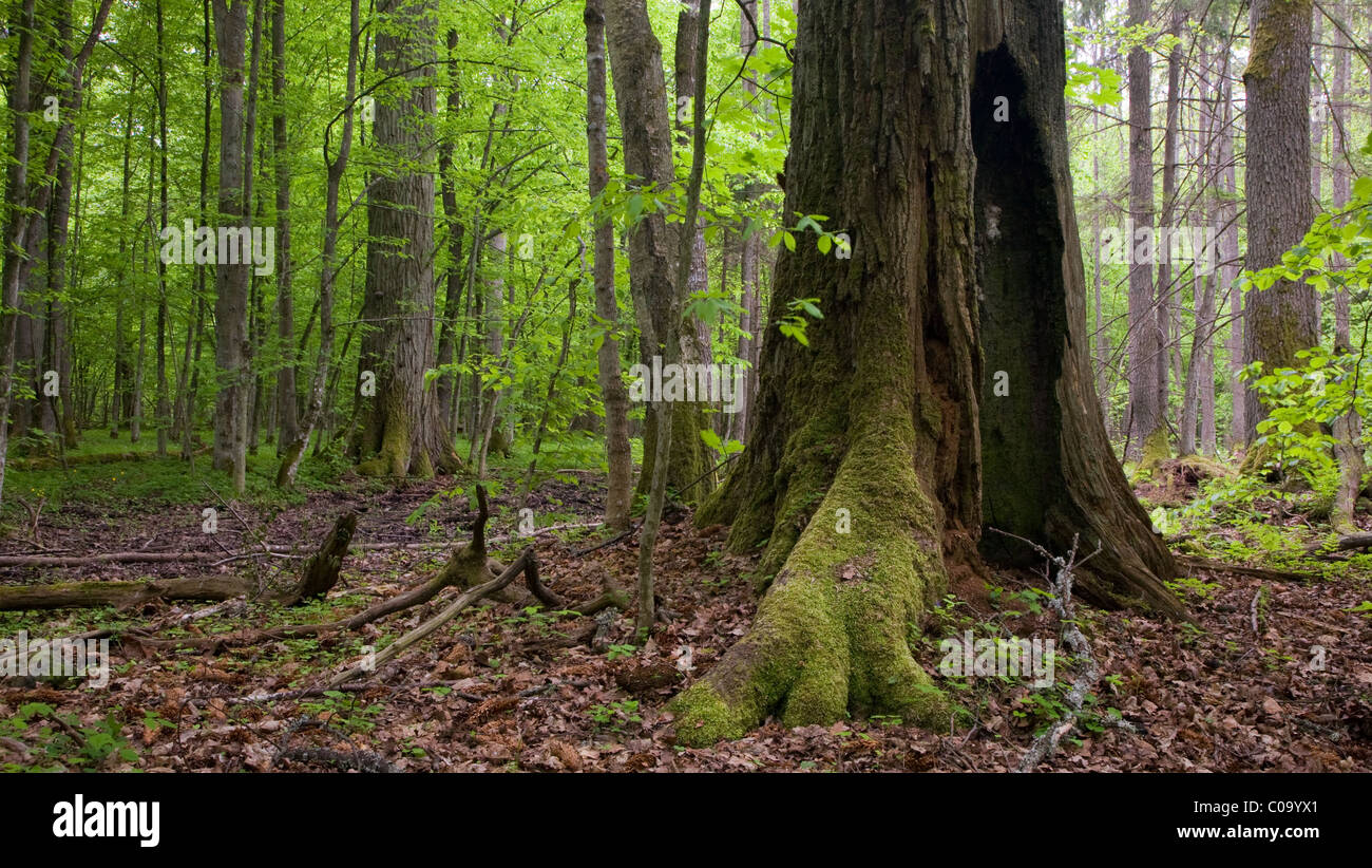 Old oak almost dead still standing against young hornbeam stand Stock ...