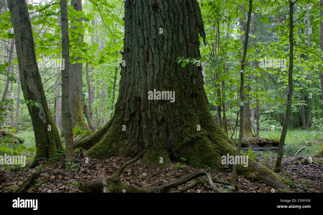 Standing oak tree hi-res stock photography and images - Alamy