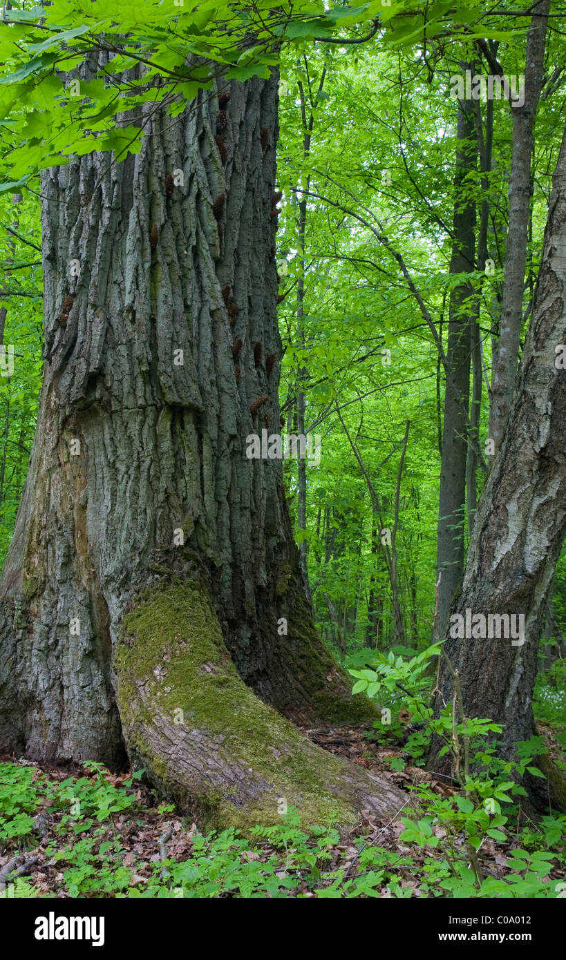 Dead old oak still standing hi-res stock photography and images - Alamy