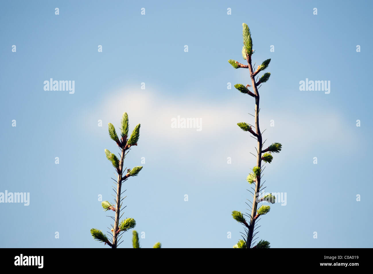New growth on pine tree branches hi-res stock photography and images ...